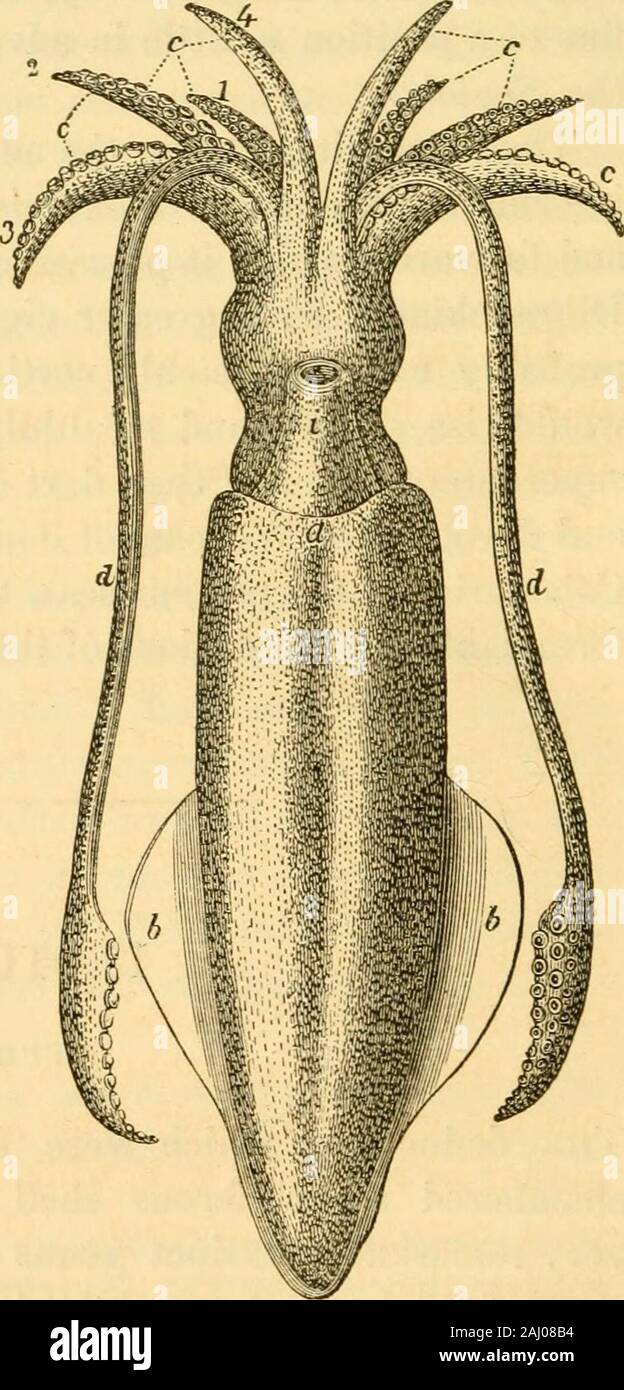 Lectures on the comparative anatomy and physiology of the invertebrate ...
