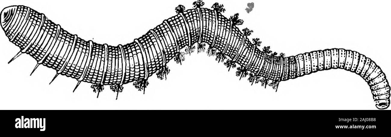 Worm burrows Cut Out Stock Images & Pictures - Alamy