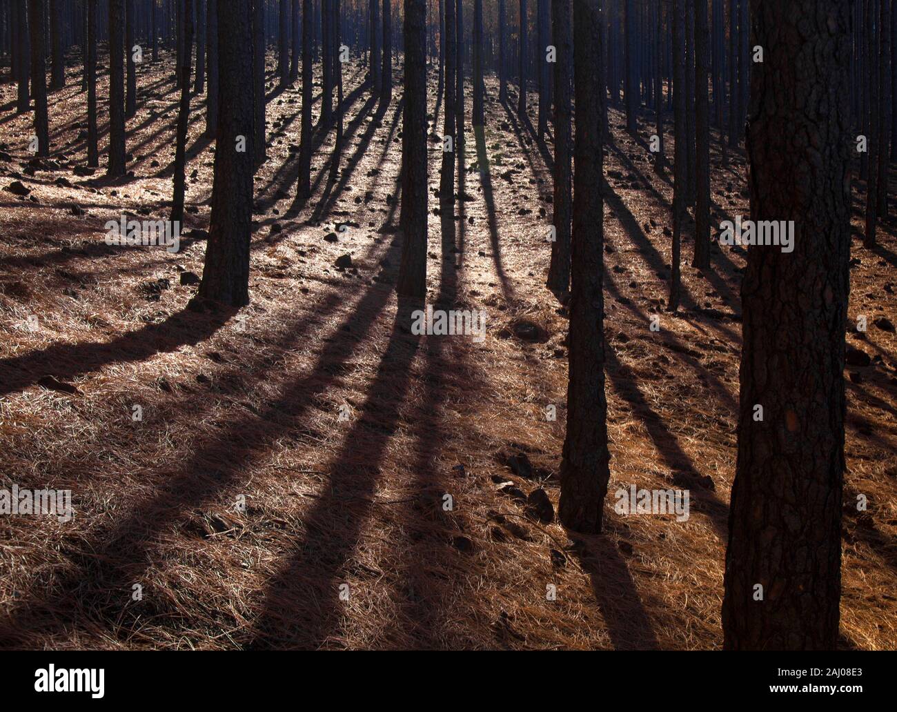 Gran Canaria, December, low sun shining through burnt pine forest, long ...