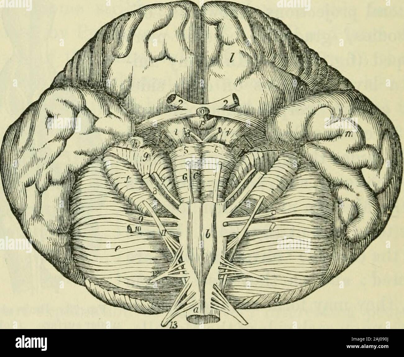The brain as an organ of mind . 262 THE BRAIN OF QUADRUPEDS AND Where ...