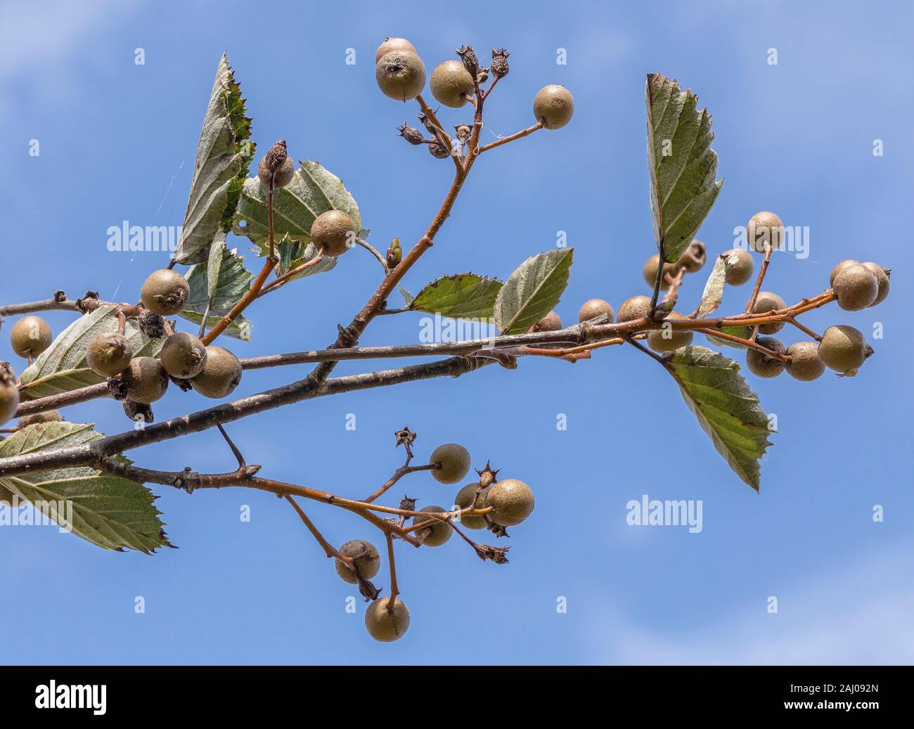 Devon sorb apple hi-res stock photography and images - Alamy