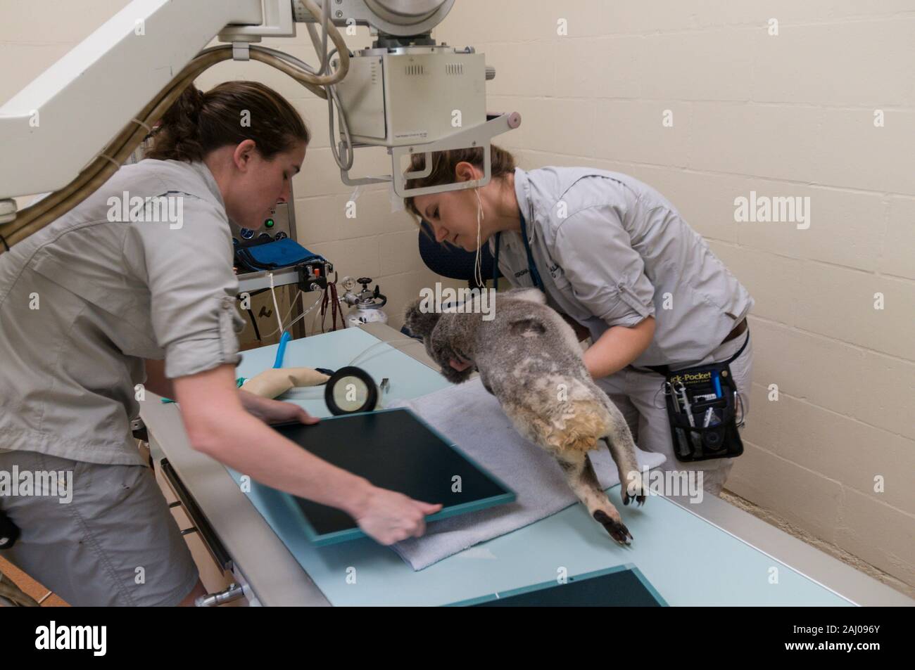 Hospital koala hi-res stock photography and images - Alamy