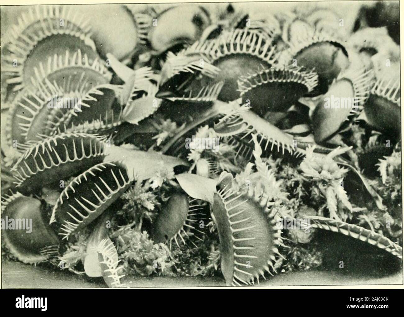 Bladder Traps High Resolution Stock Photography and Images - Alamy