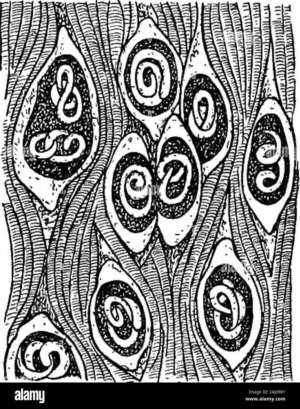 Outlines of zoology . Fig. 108.—Trichinae in muscle,about to be ...