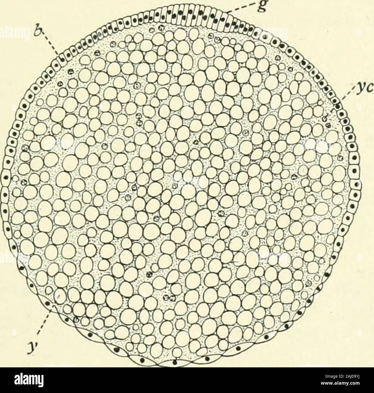 Vitelline membrane hi-res stock photography and images - Alamy
