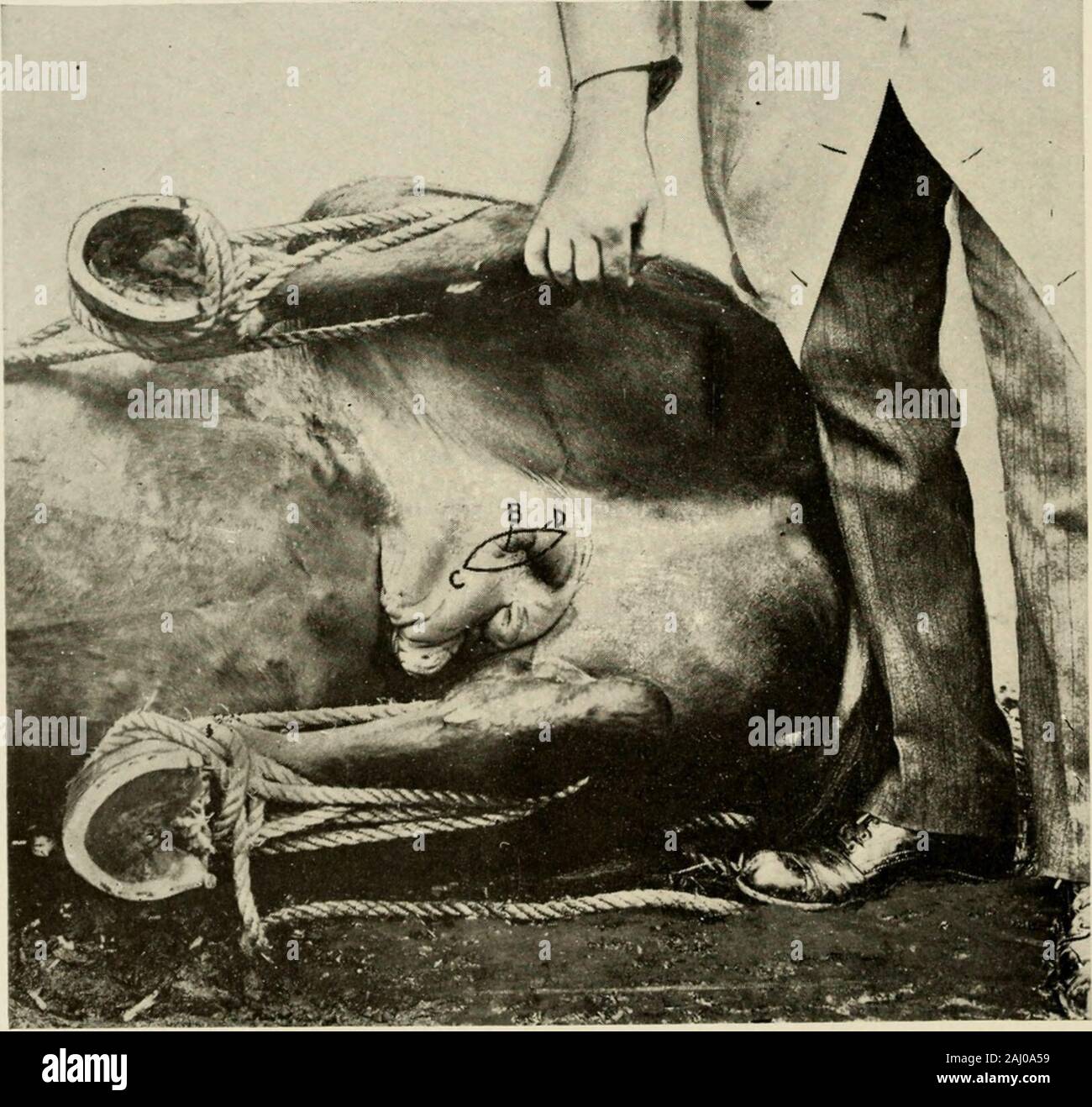 Animal castration : a book for the use of students and practitioners ...