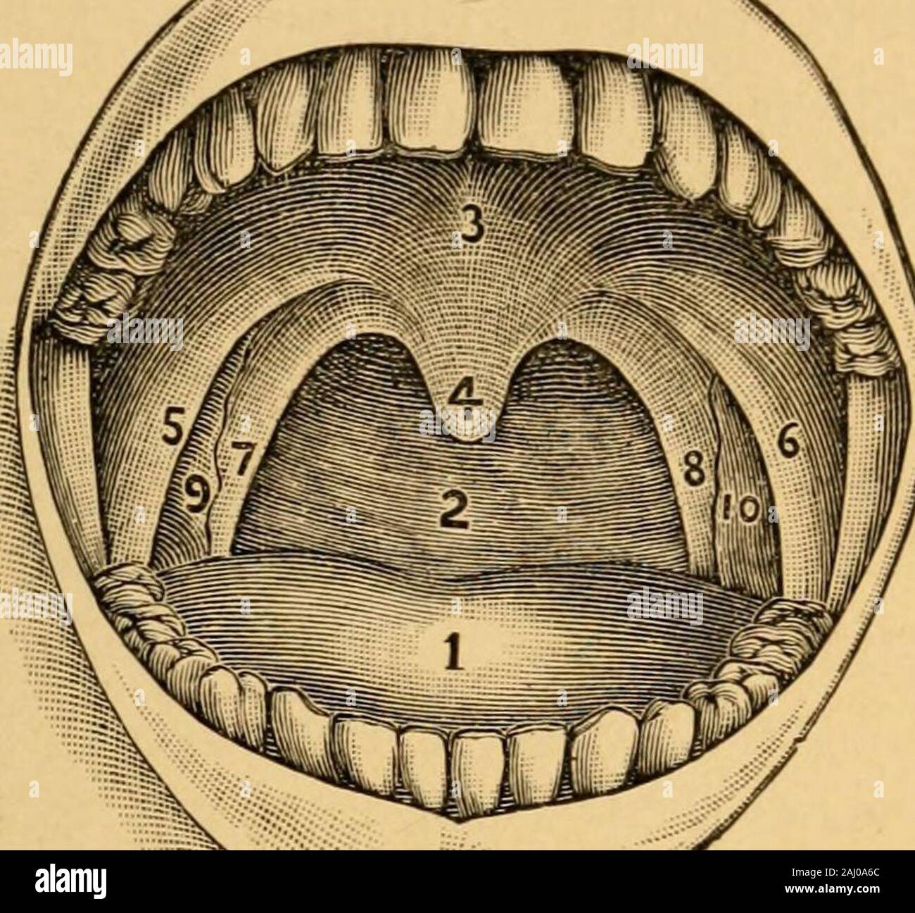 A manual of diseases of the nose and throat . ith the aid of light ...