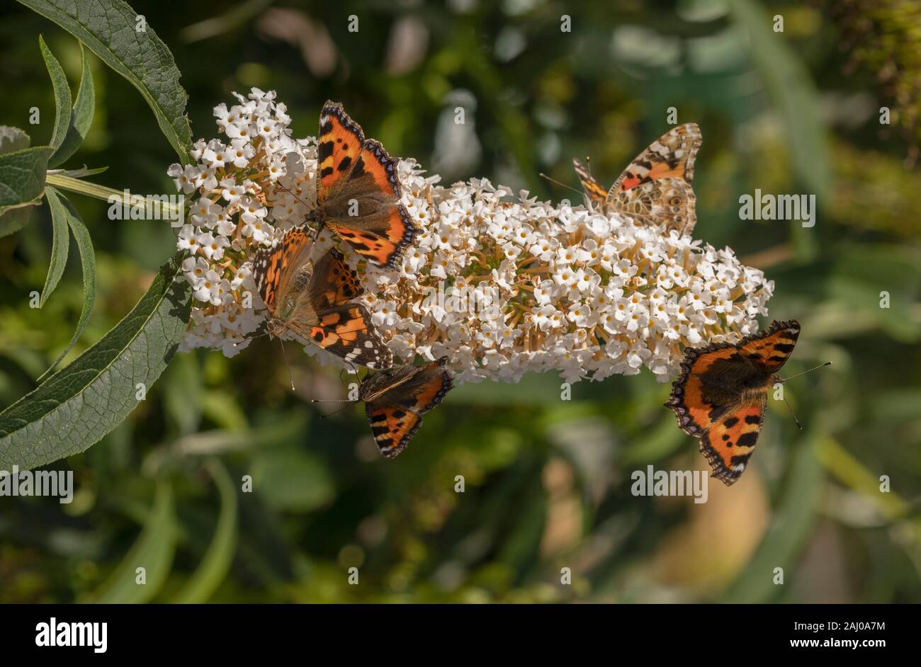 Buddleia davidii white profusion hi-res stock photography and images ...