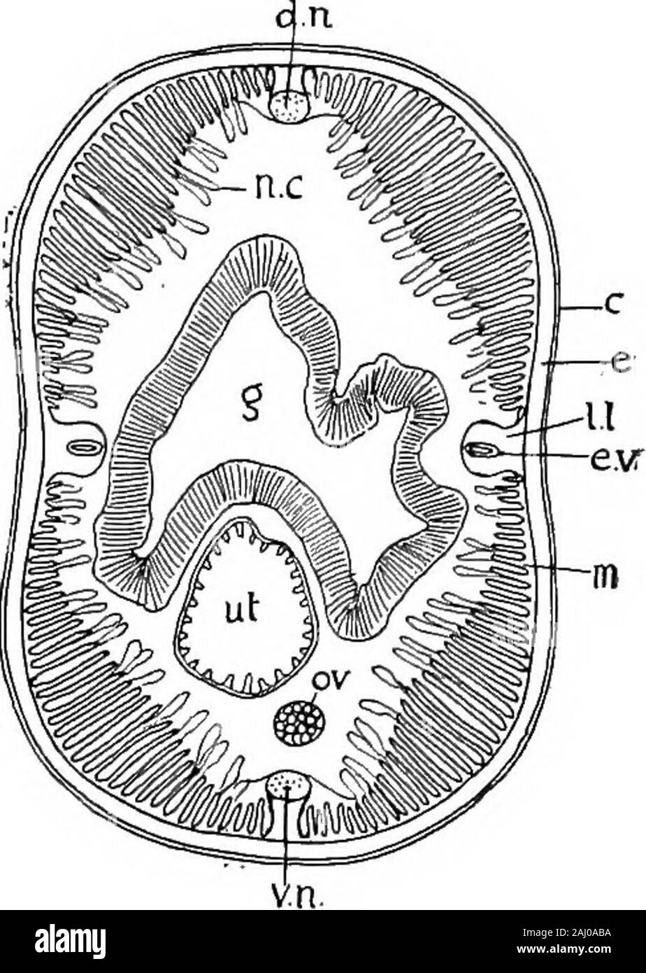 Mesenteron hi-res stock photography and images - Alamy