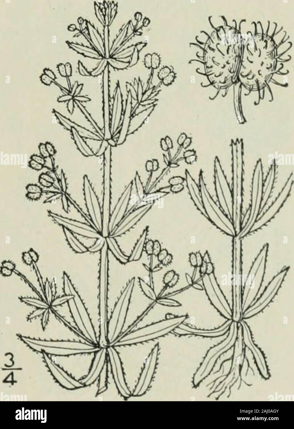 Beggar lice hi-res stock photography and images - Alamy