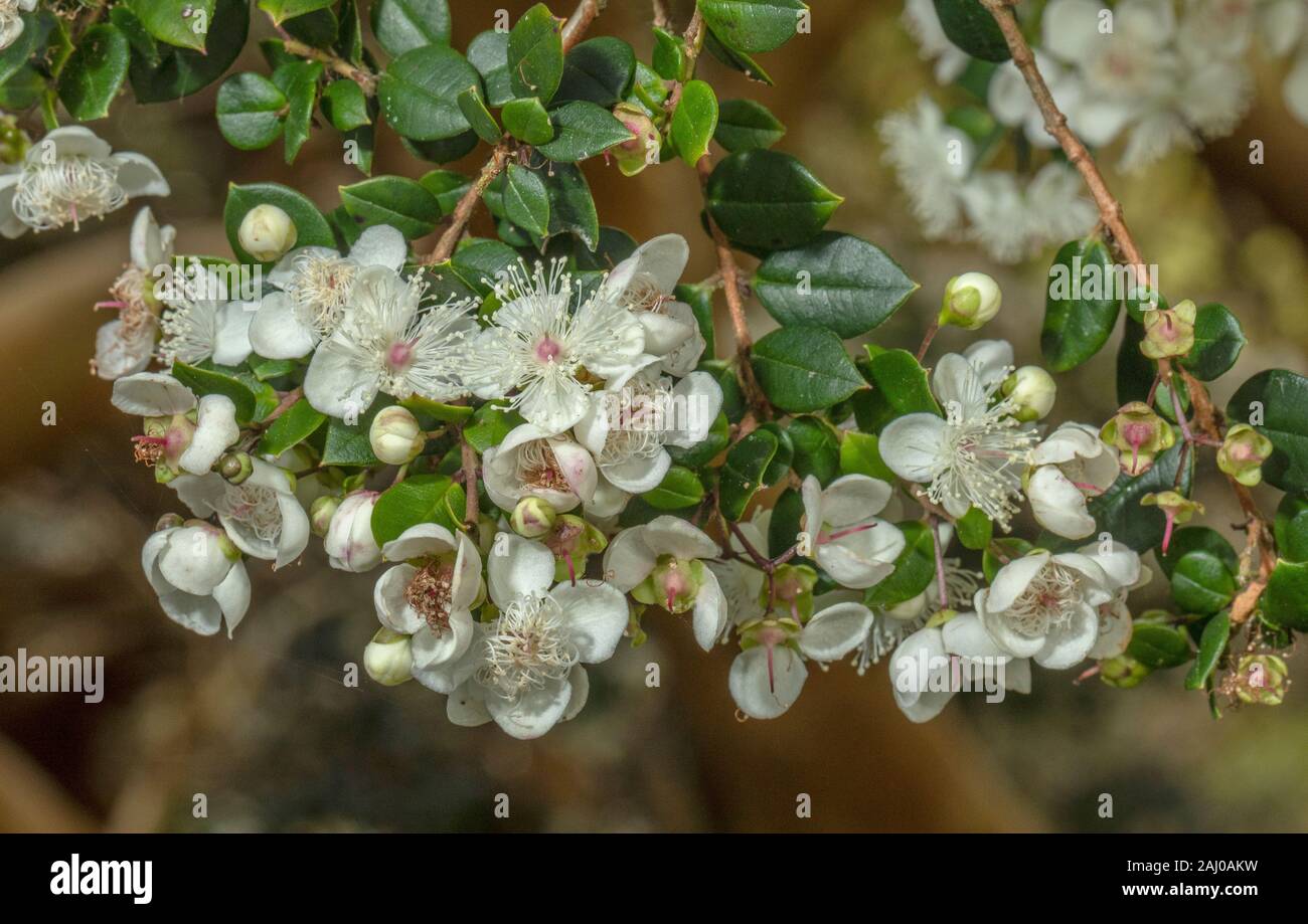 Luma apiculata hi-res stock photography and images - Alamy