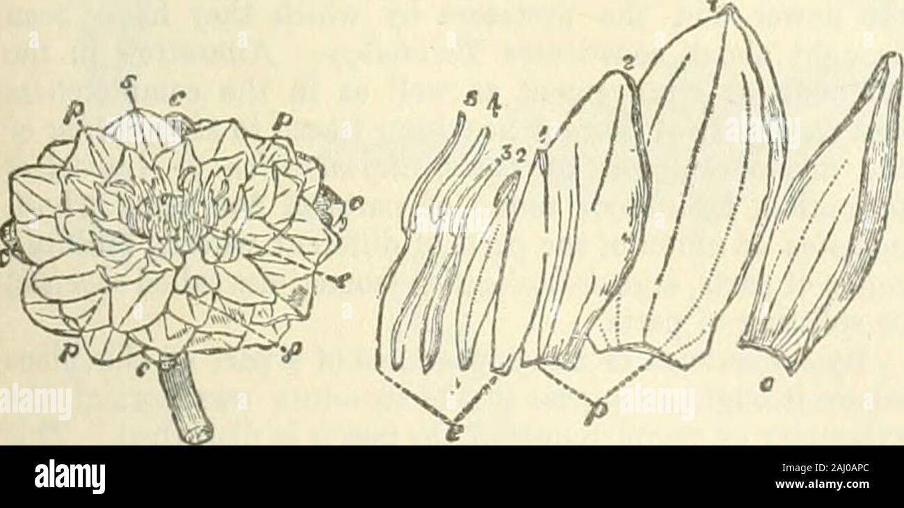 Cyclic flower hi-res stock photography and images - Alamy