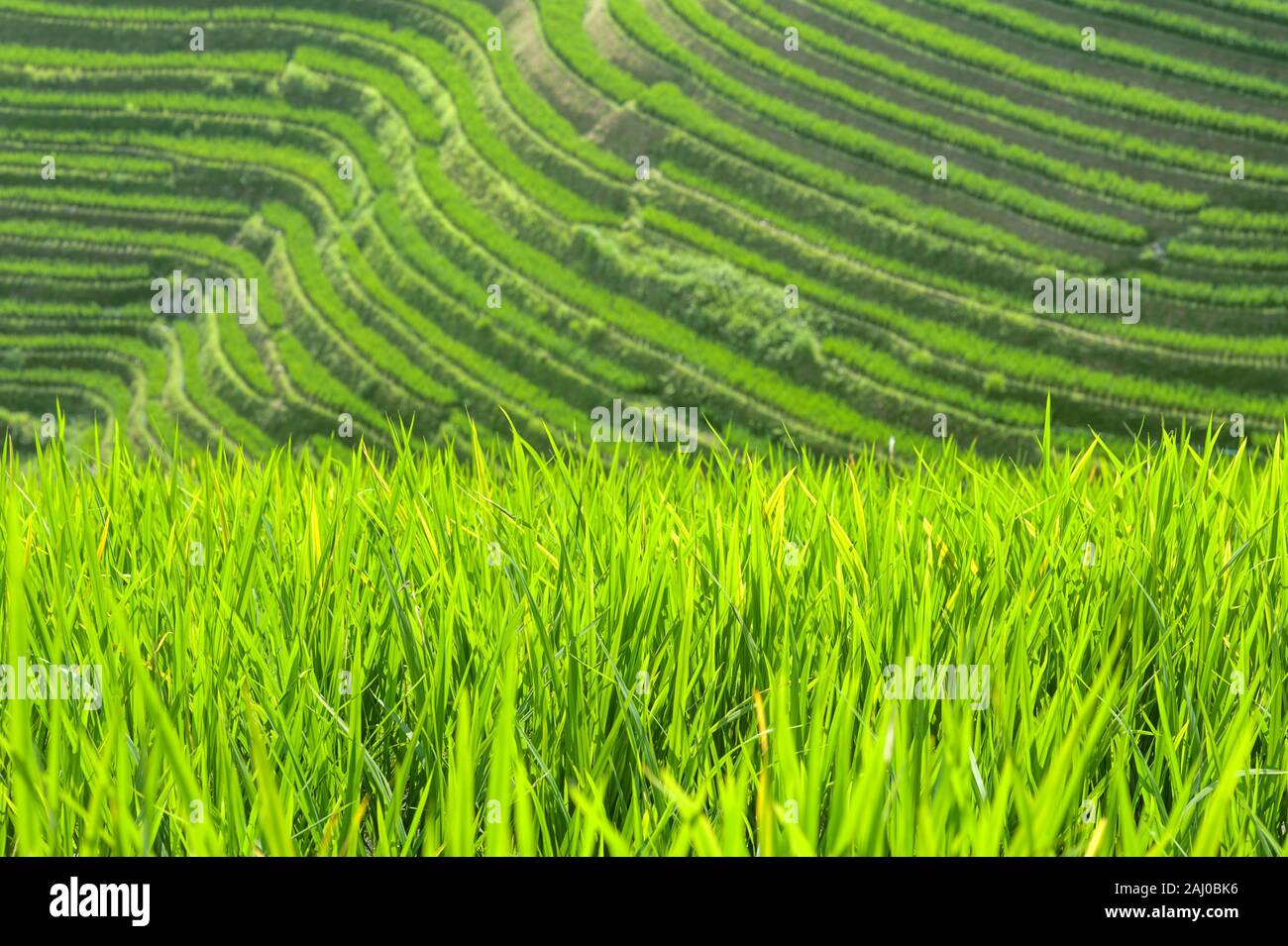 Close up rice field china hi-res stock photography and images - Alamy