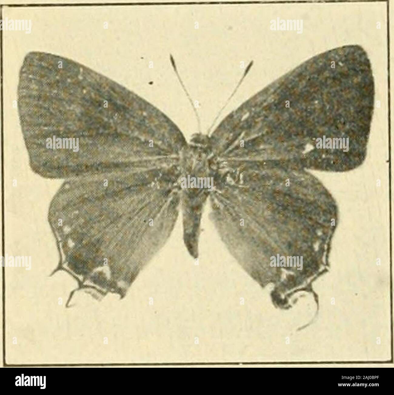 Loco weed hi-res stock photography and images - Alamy