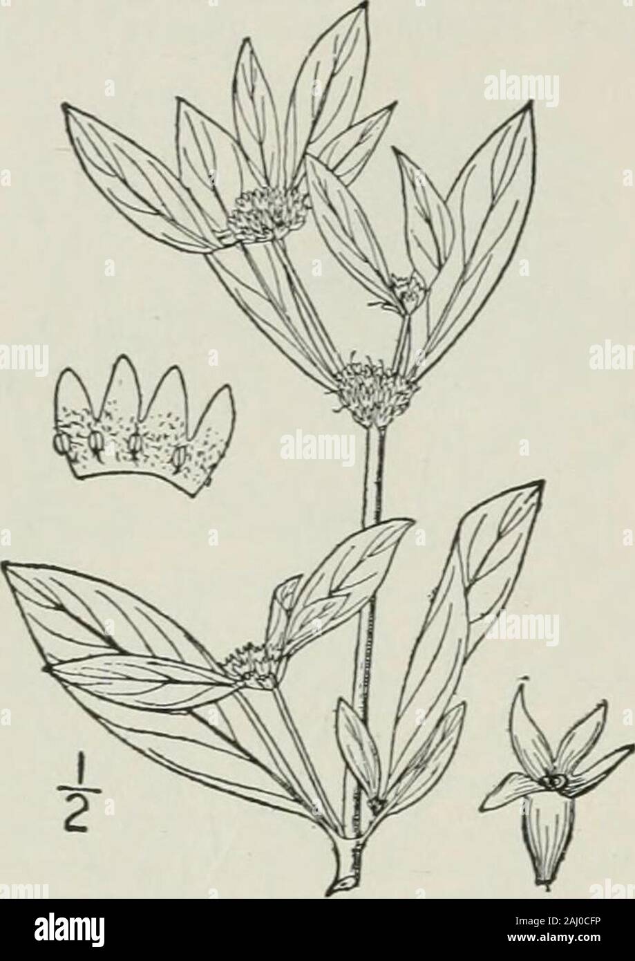 Ascending limb hi-res stock photography and images - Alamy