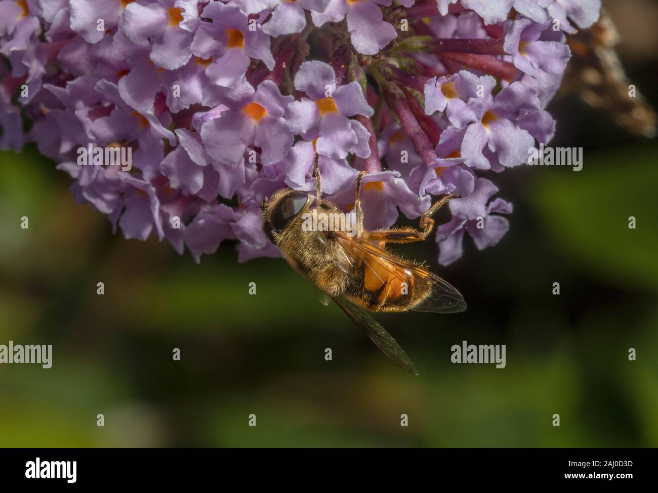 Furry insects hi-res stock photography and images - Alamy