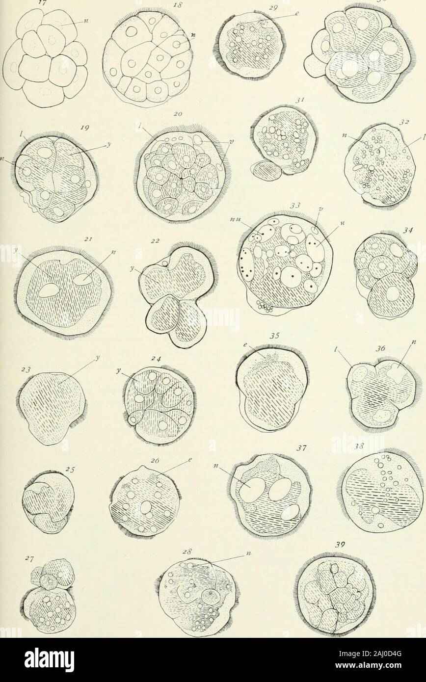 Eight cell embryo hi-res stock photography and images - Alamy
