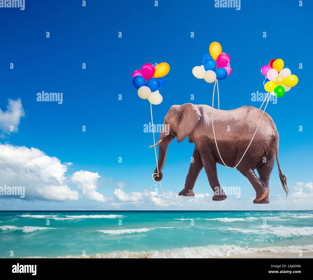 African elephant fly on the color air balloons Stock Photo - Alamy