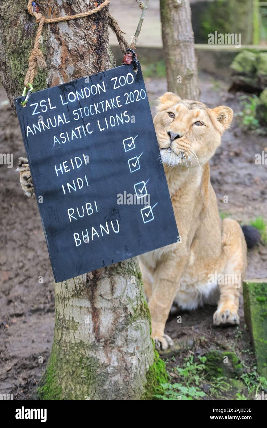 London zoo lions hi-res stock photography and images - Alamy