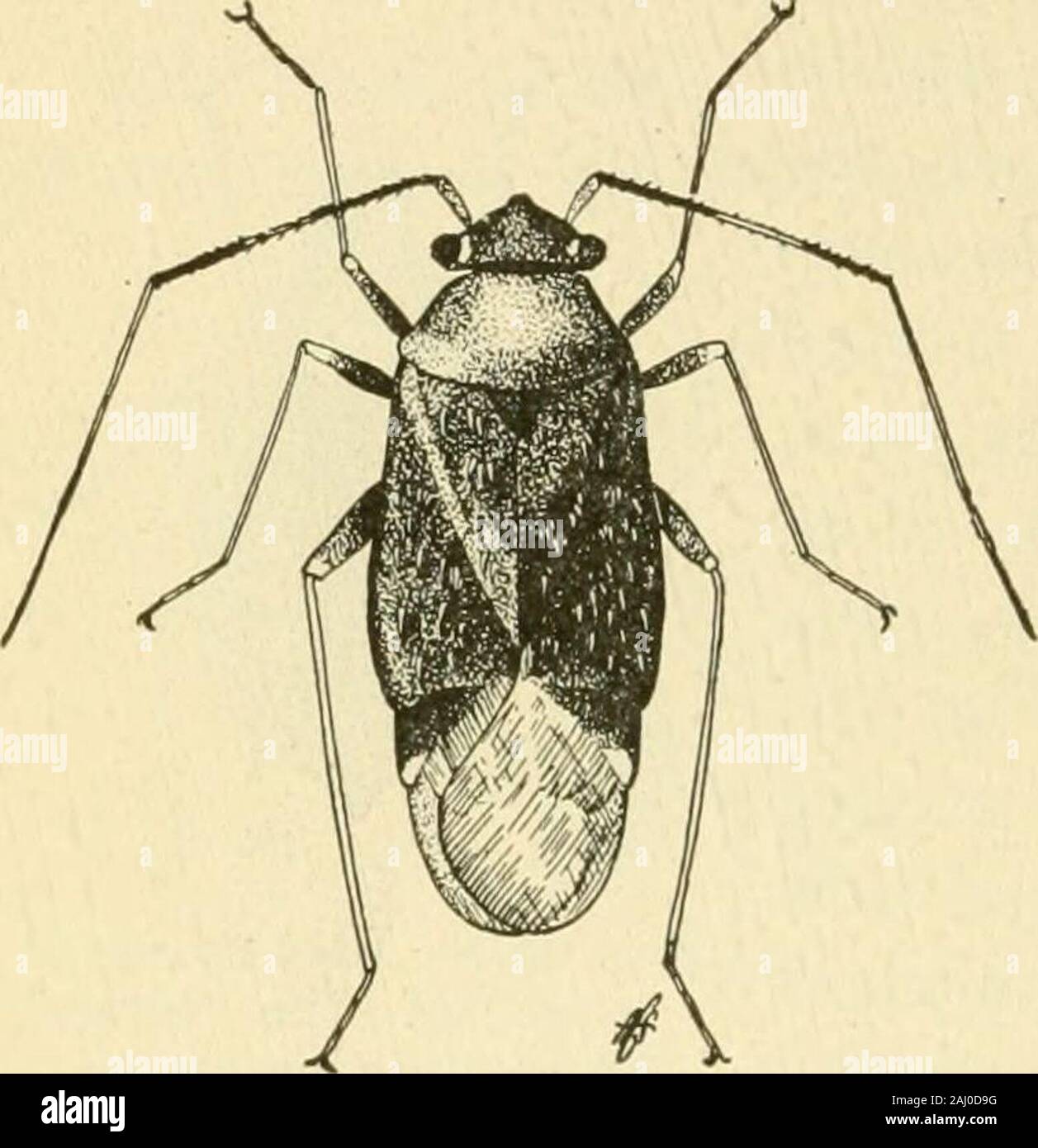 Nymphalstage hi-res stock photography and images - Alamy