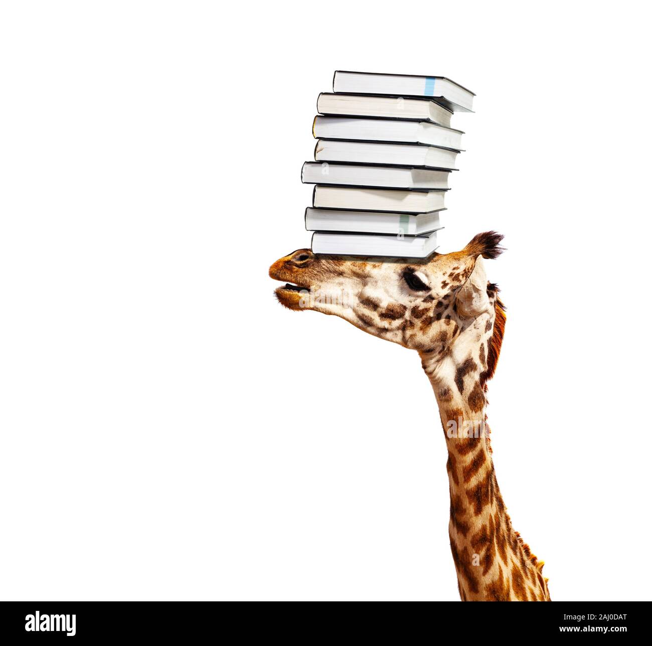 Smart giraffe head carry books pile over white Stock Photo - Alamy