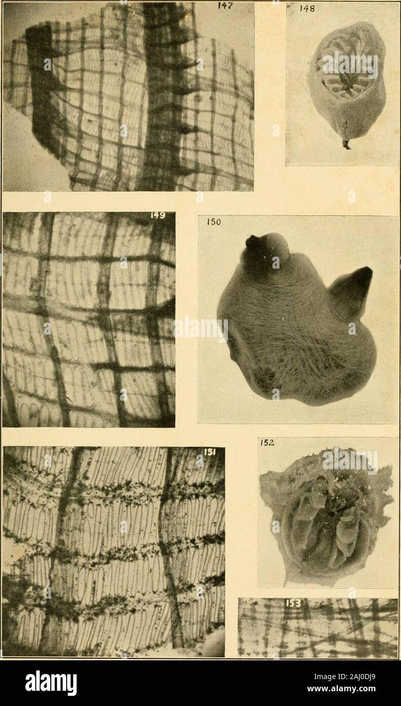 Llllllll hi-res stock photography and images - Alamy