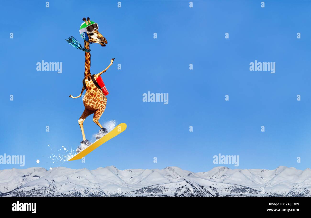 Happy giraffe snowboarder jump high over mountains Stock Photo - Alamy