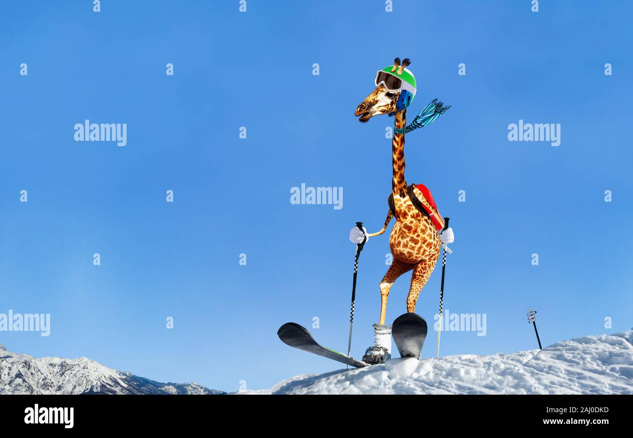 Happy giraffe wear ski stand on top of a mountain Stock Photo - Alamy