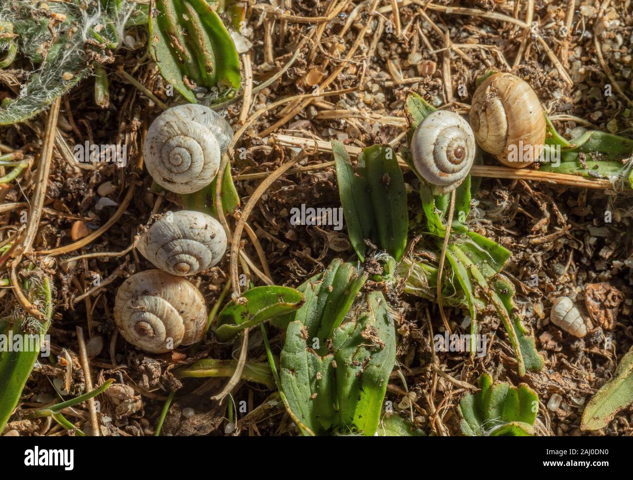 Kentish snail, Monacha cantiana, group aestivating in dry grassland ...
