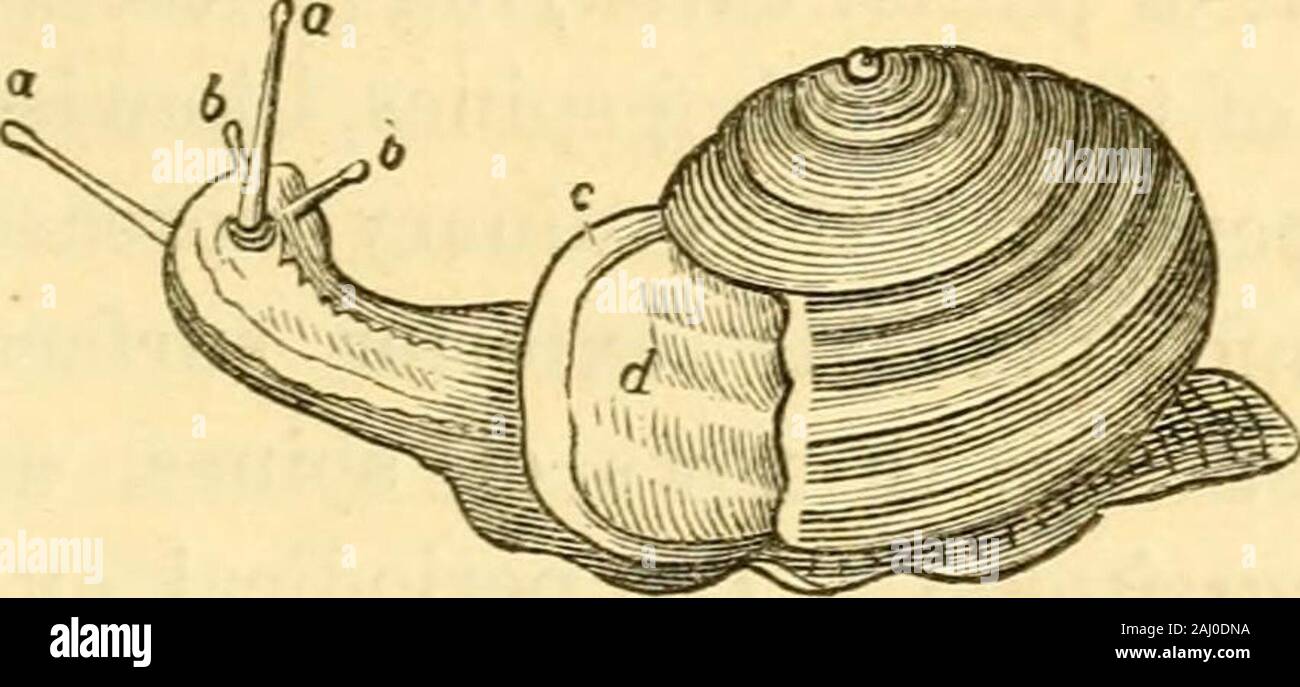 Lectures on the comparative anatomy and physiology of the invertebrate ...