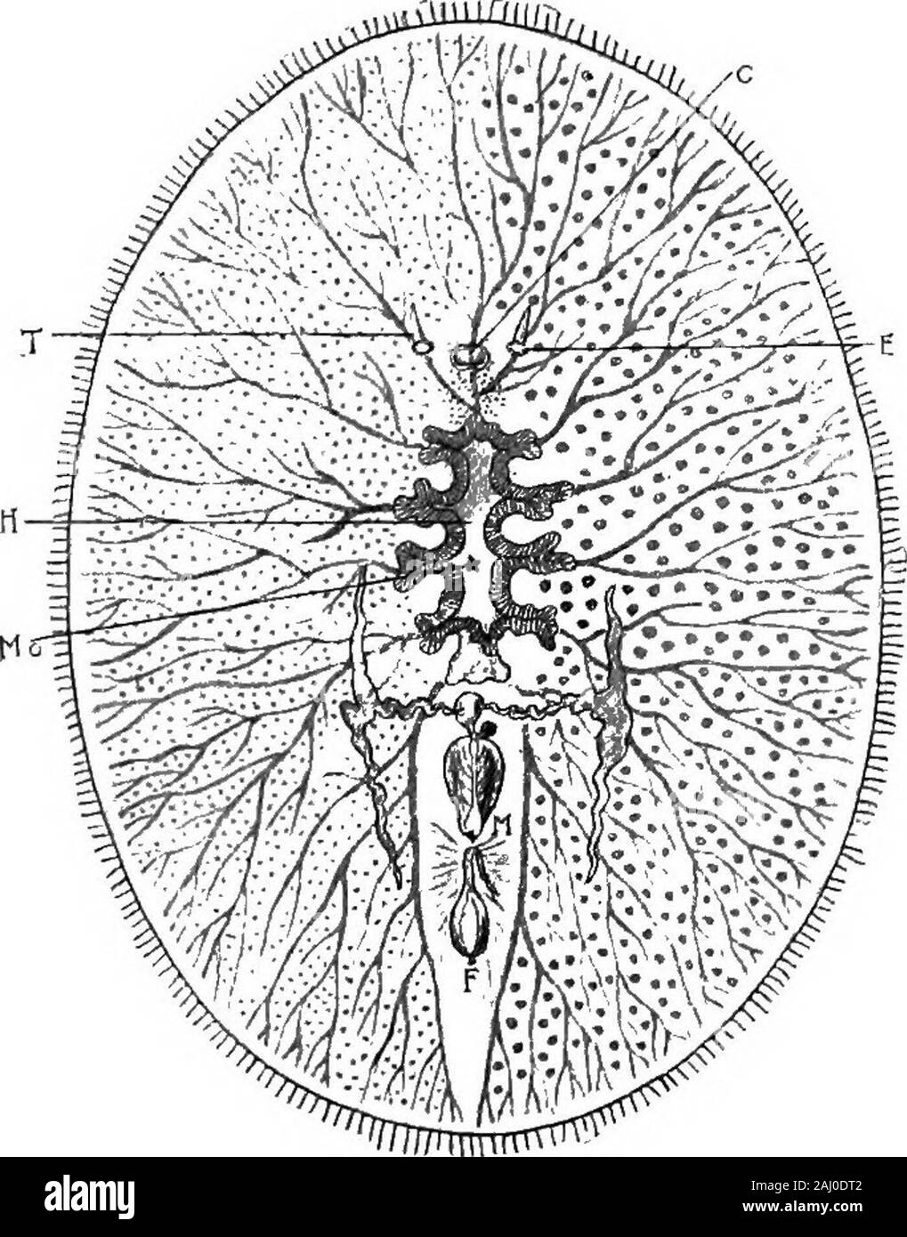 Turbellaria Black and White Stock Photos & Images - Alamy