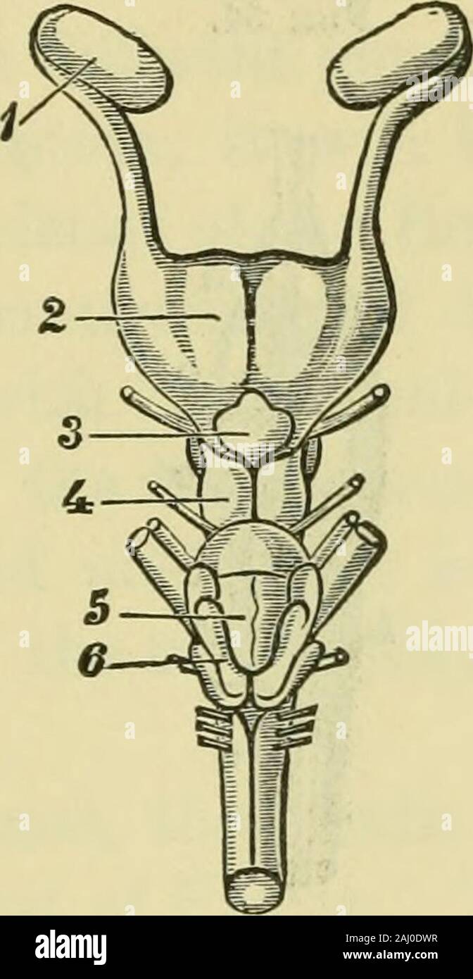 The brain as an organ of mind . Fig. 52.—Brain of Carp. (Ferrier.) a ...