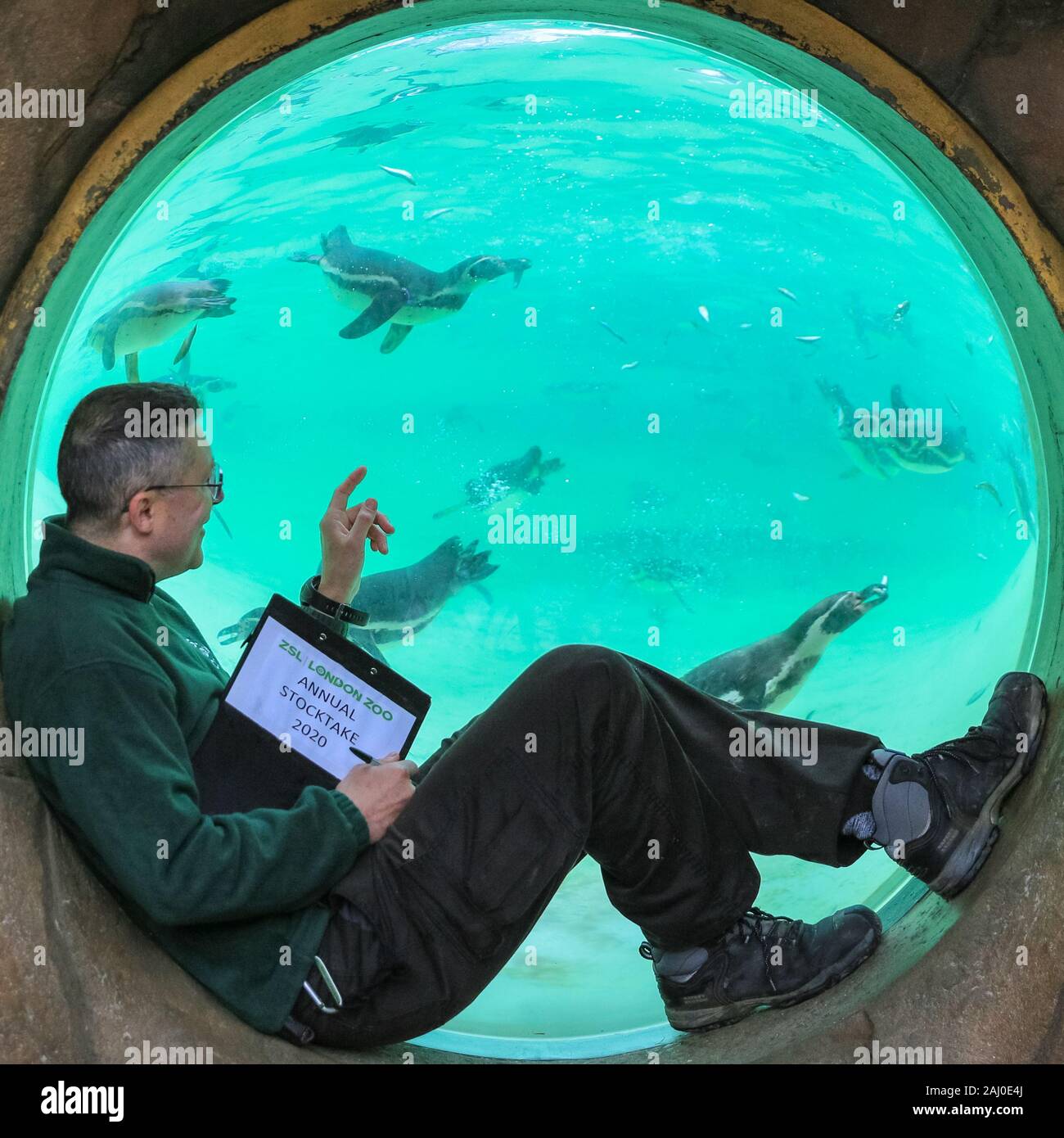 ZSL London Zoo, 2nd Jan 2020. Keeper Martin counts the zoo's colony of ...