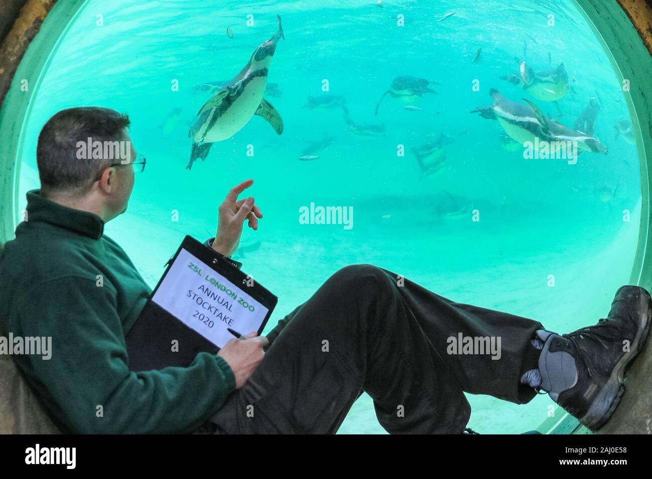 ZSL London Zoo, 2nd Jan 2020. Keeper Martin counts the zoo's colony of ...