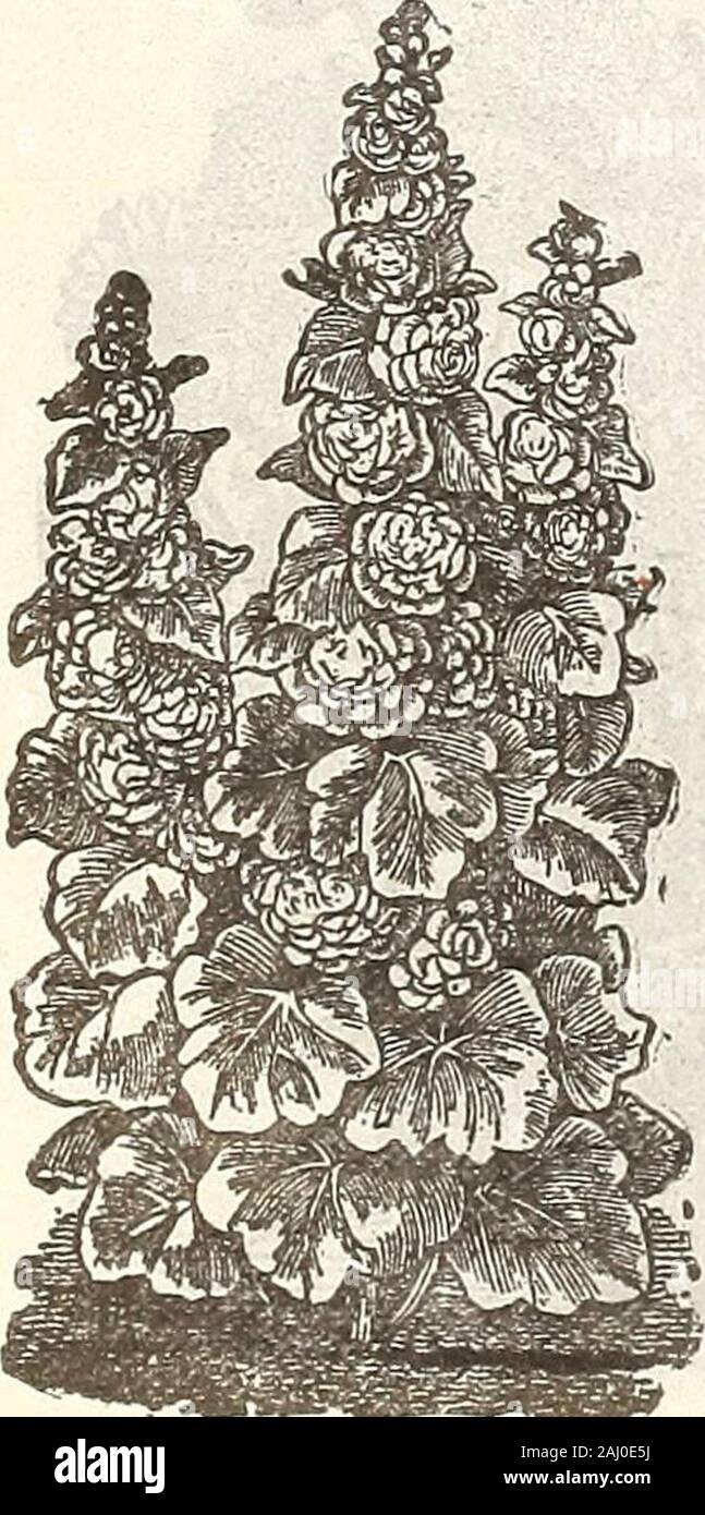 White Mallow Border High Resolution Stock Photography and Images - Alamy