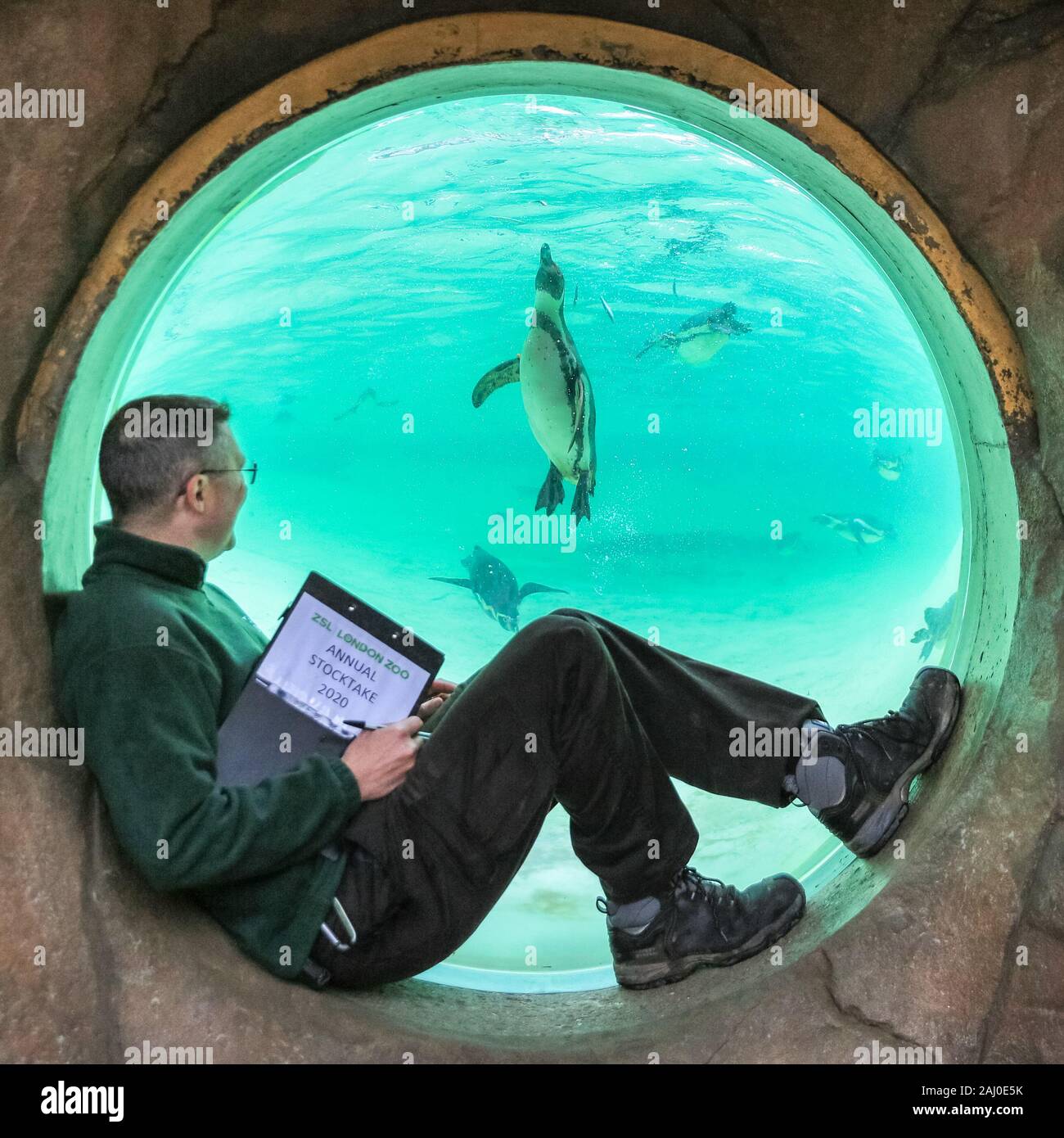 ZSL London Zoo, 2nd Jan 2020. Keeper Martin counts the zoo's colony of ...
