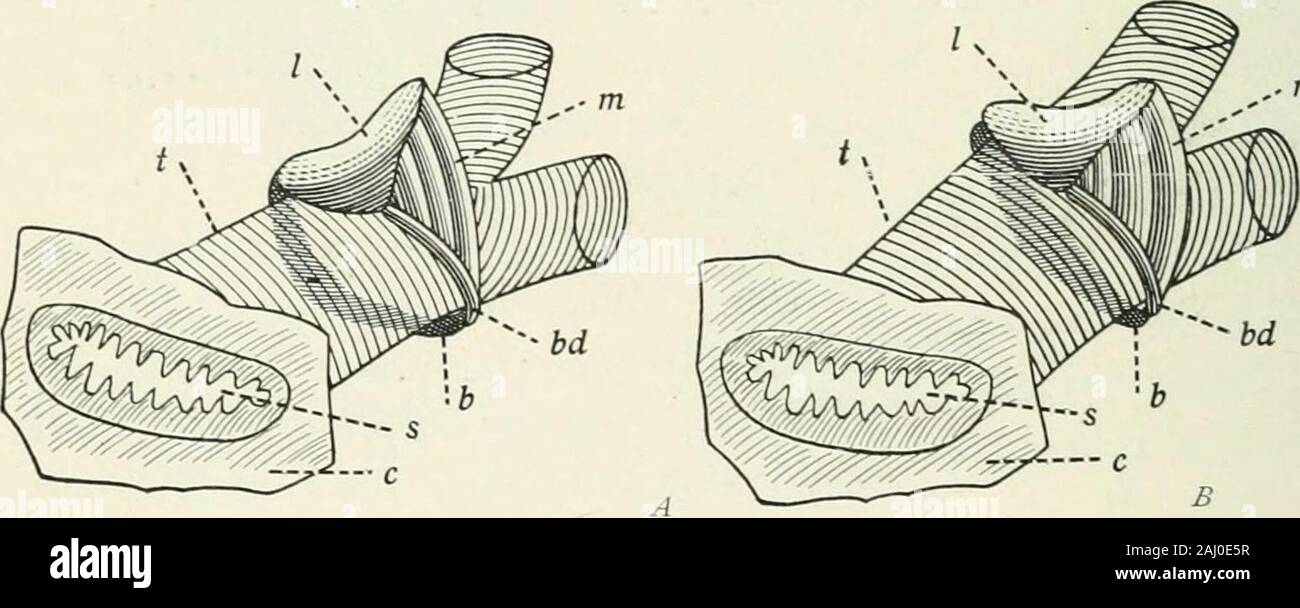 Details of the abdomen and gills hi-res stock photography and images ...