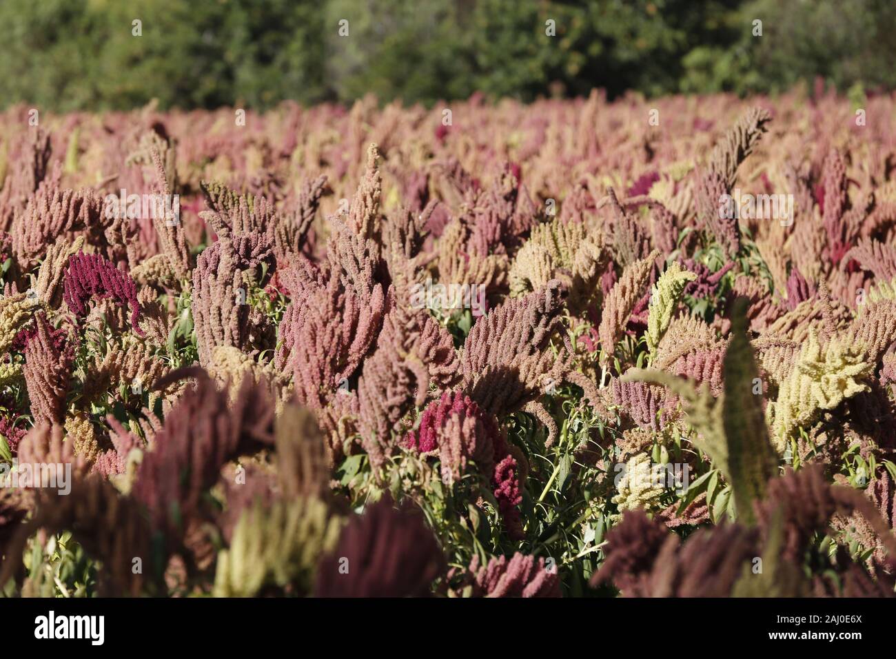 Quinoa plant peru hi-res stock photography and images - Alamy