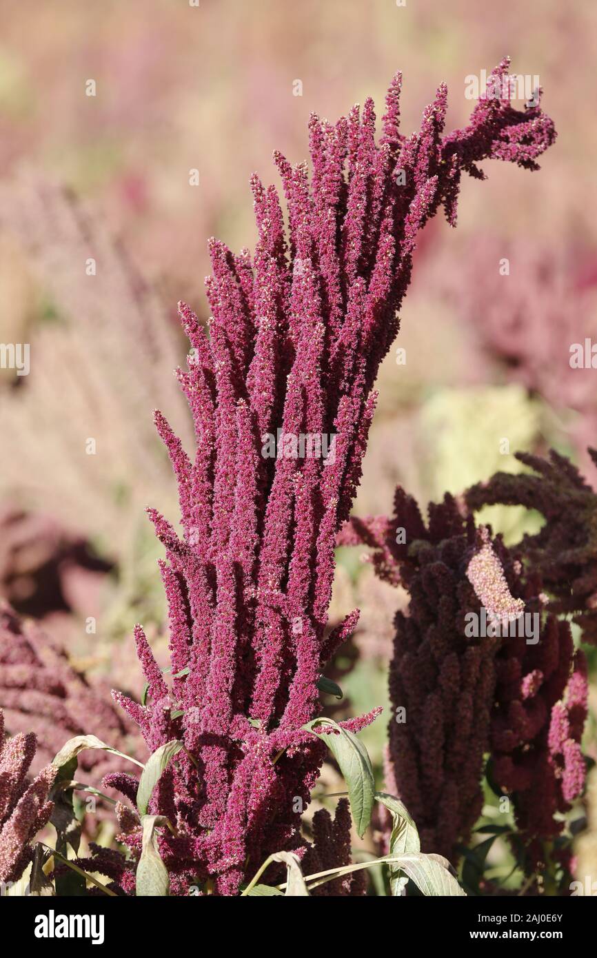 Quinoa growing in the Andes region, Peru Stock Photo - Alamy