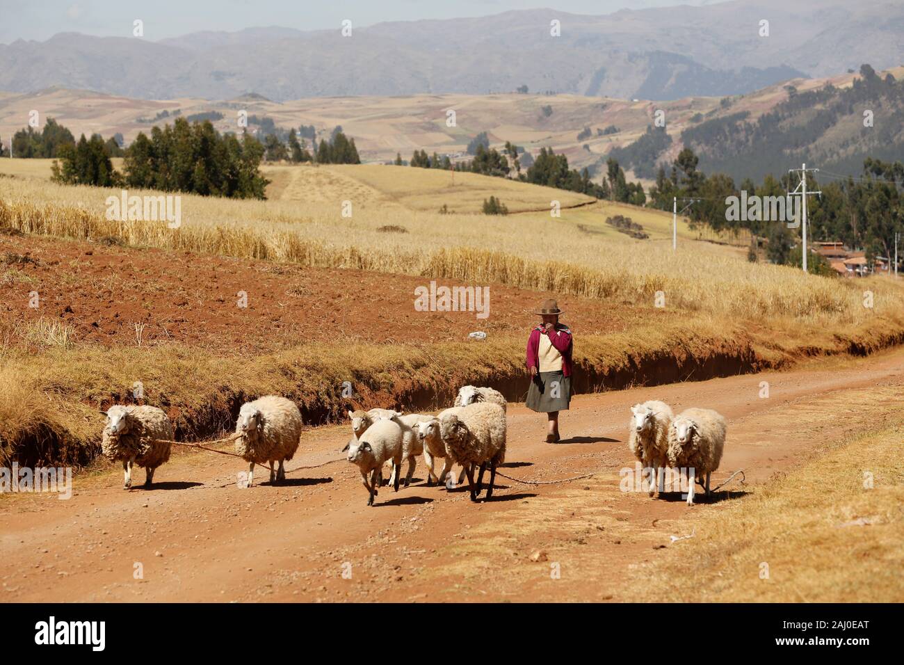 Sheep Herding Peru High Resolution Stock Photography and Images - Alamy
