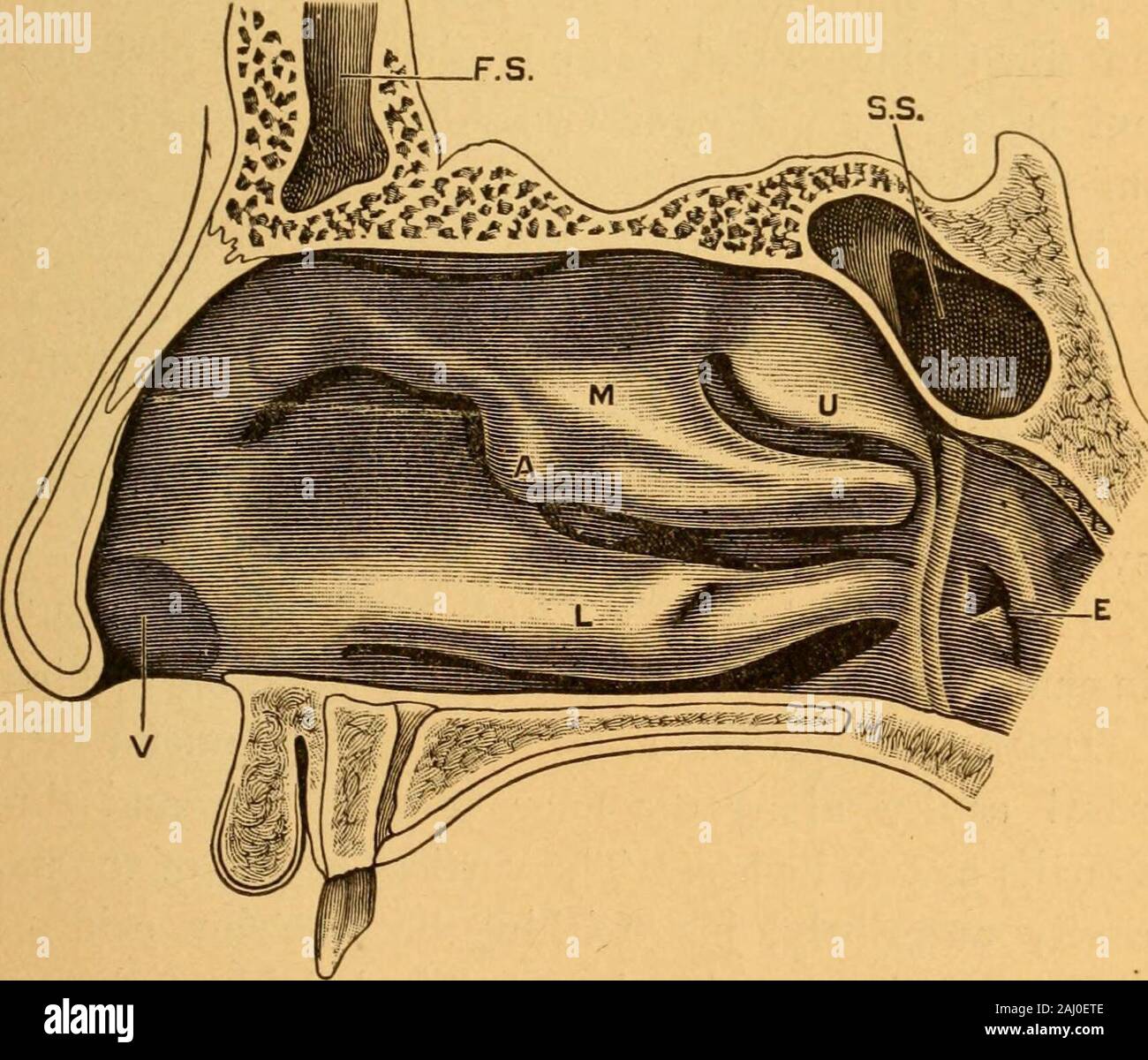 Cribriform plate of ethmoid hi-res stock photography and images - Alamy
