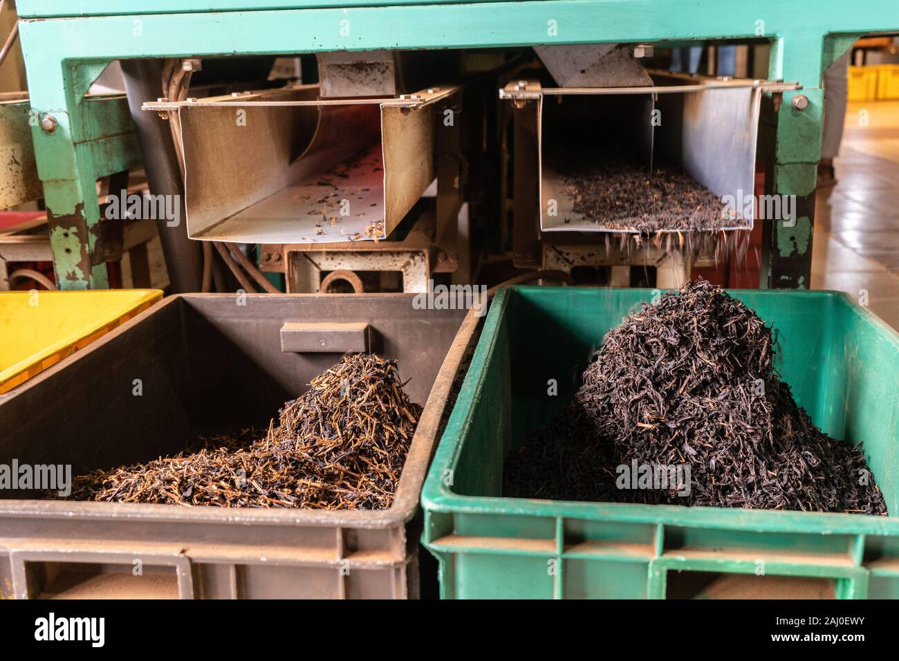 Tea Production Line High Resolution Stock Photography and Images - Alamy