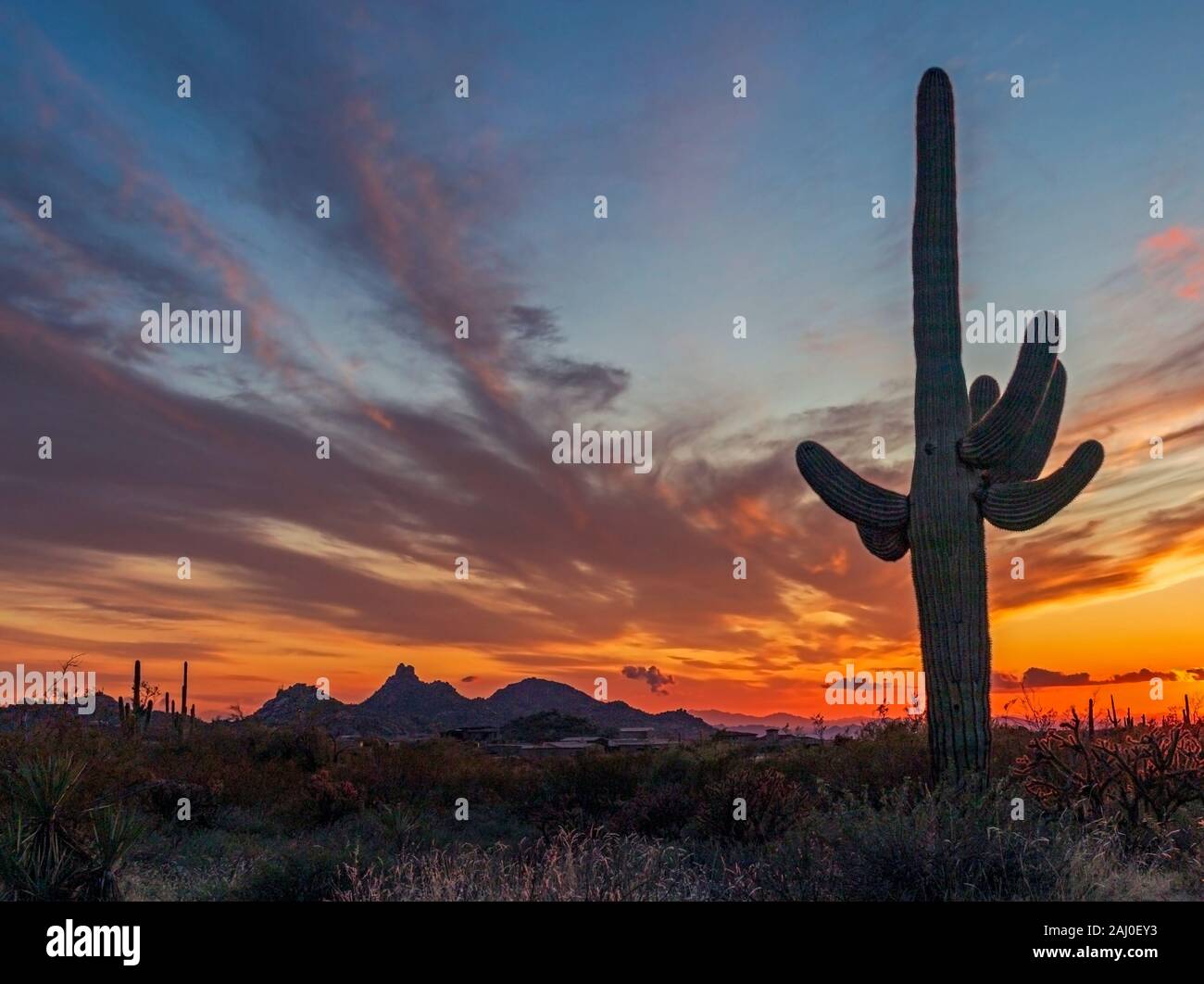 Saguaro cactus near phoenix hi-res stock photography and images - Alamy