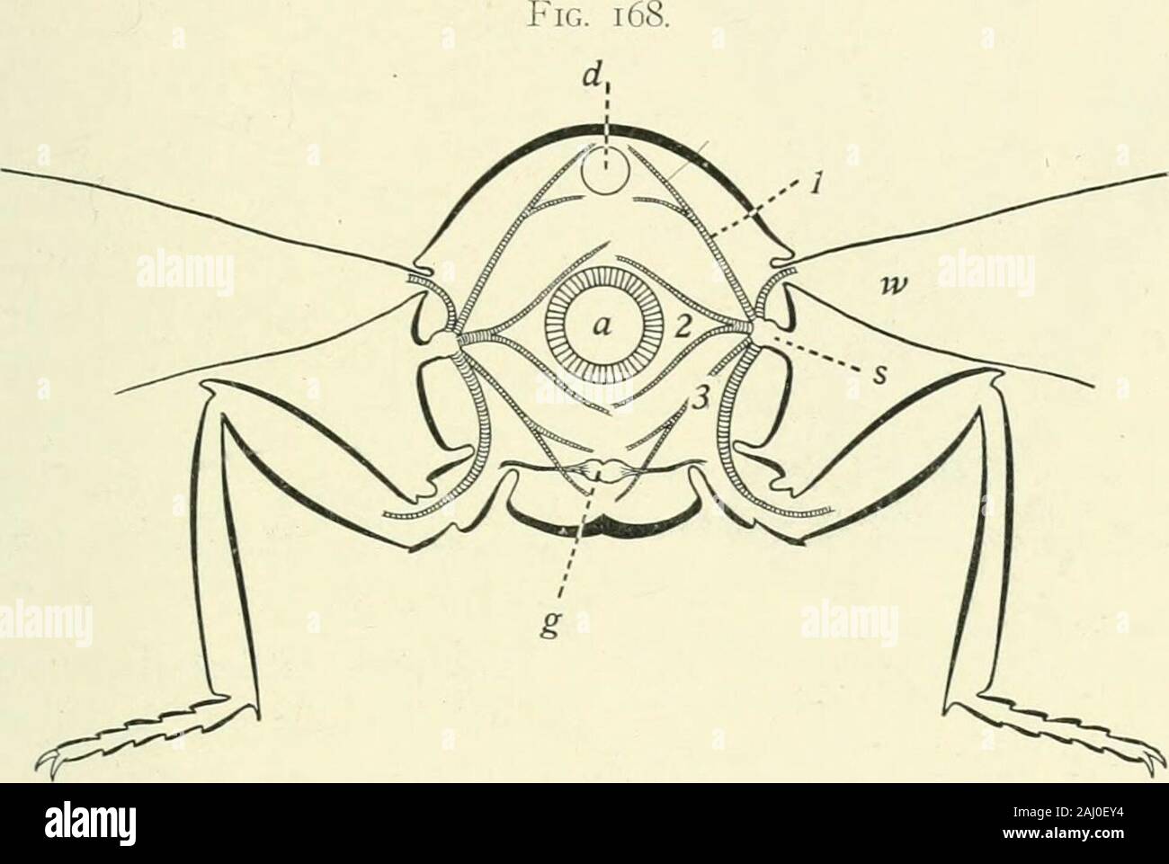 Entomology : with special reference to its biological and economic ...