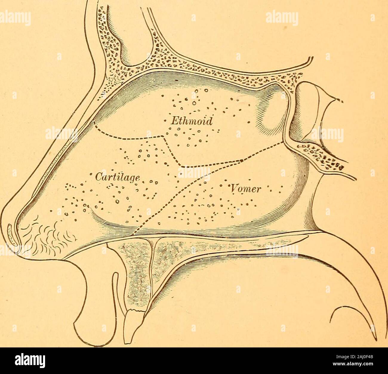 A manual of diseases of the nose and throat . five in number—are the ...