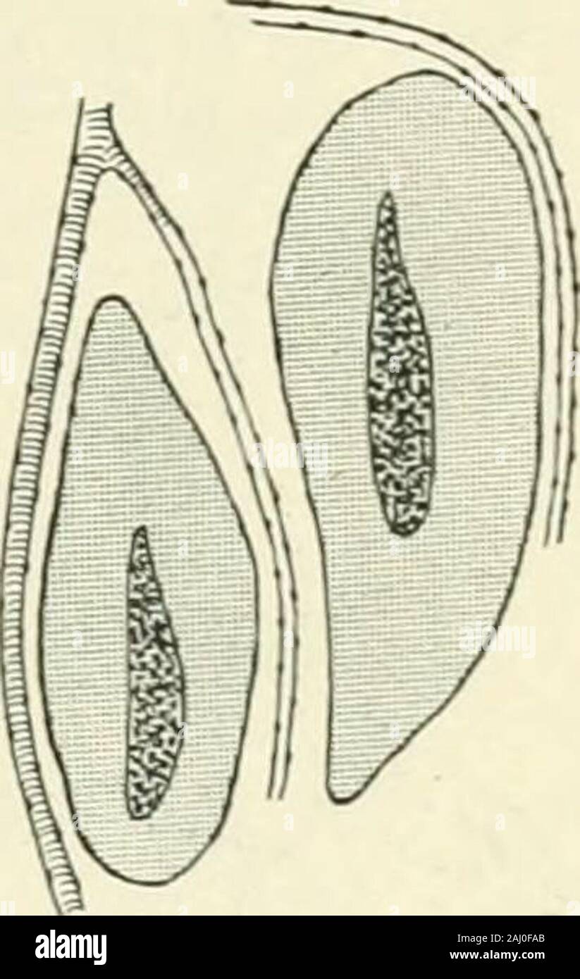 Entomology : with special reference to its biological and economic ...