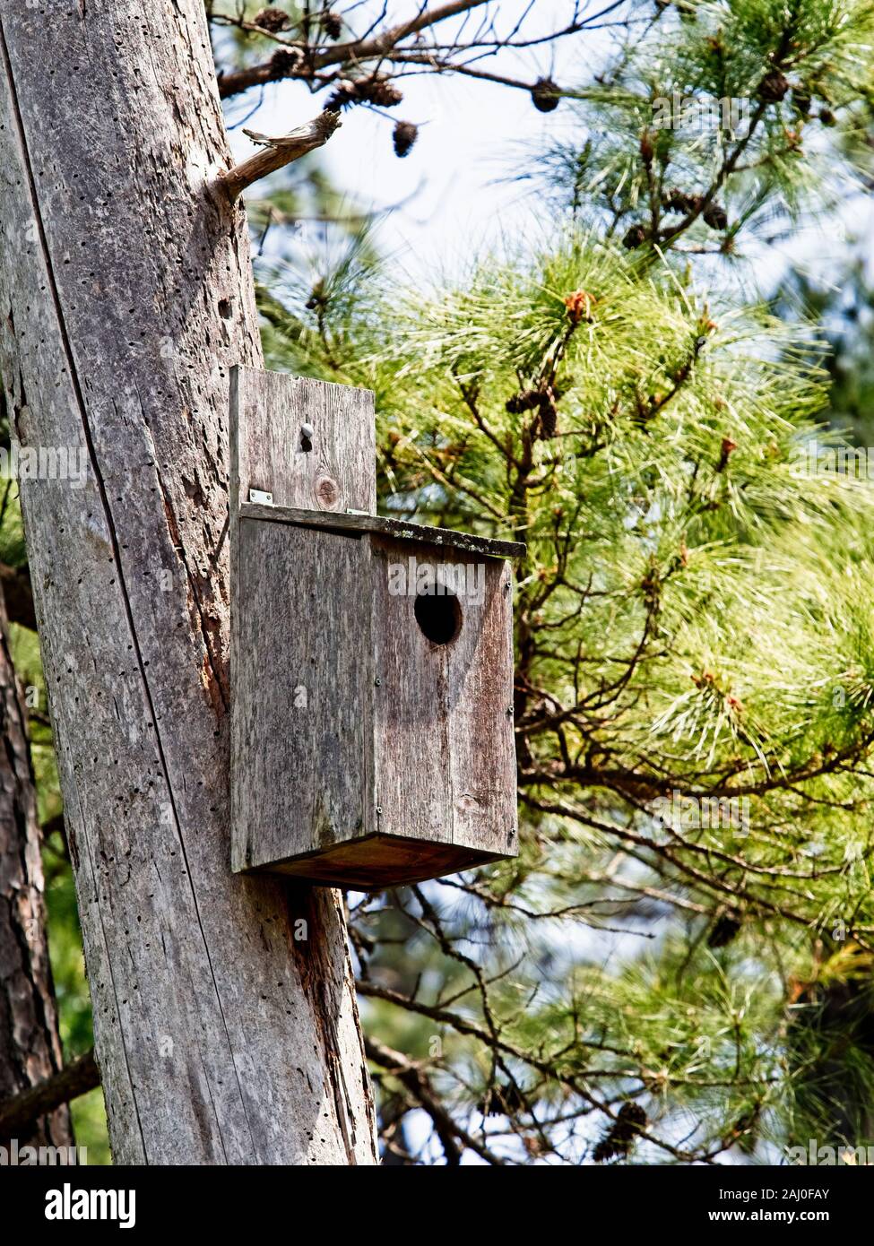 Bird House on a Tree in the Woods Stock Photo - Alamy