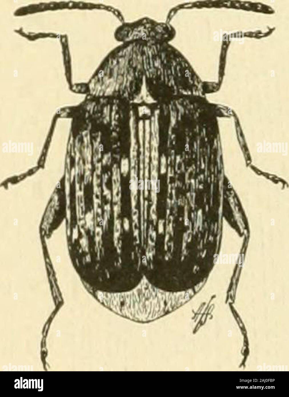 Bean weevil beetle hi-res stock photography and images - Alamy