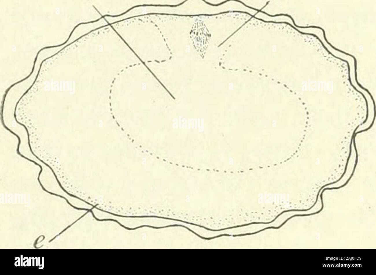 Germinal stage hi-res stock photography and images - Alamy