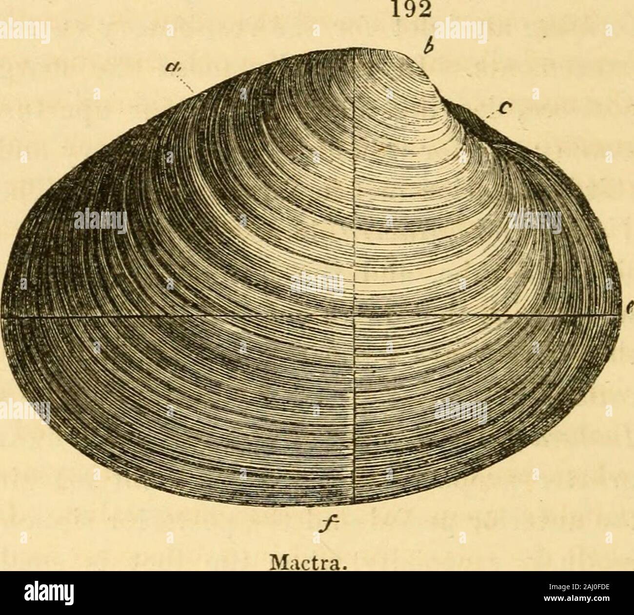 Lectures on the comparative anatomy and physiology of the invertebrate ...
